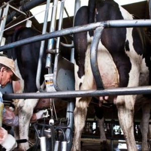 México: El costo de producir leche en México - Portal Lechero